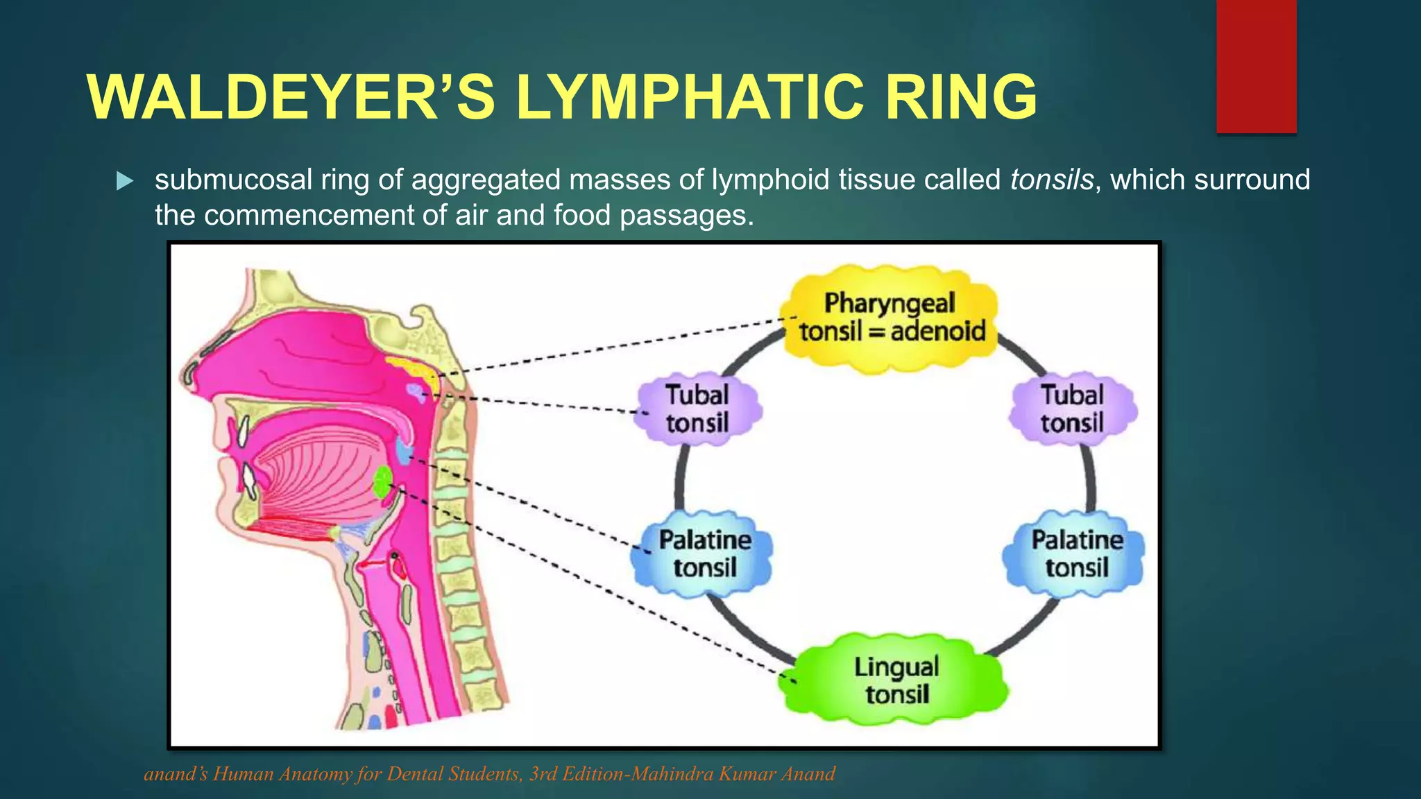 Lymphatic drainage of head and neck | PPTX