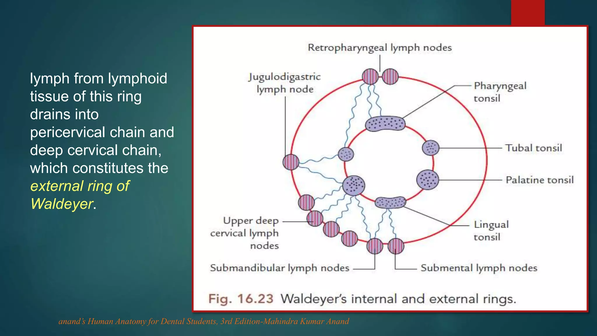 Lymphatic drainage of head and neck | PPTX