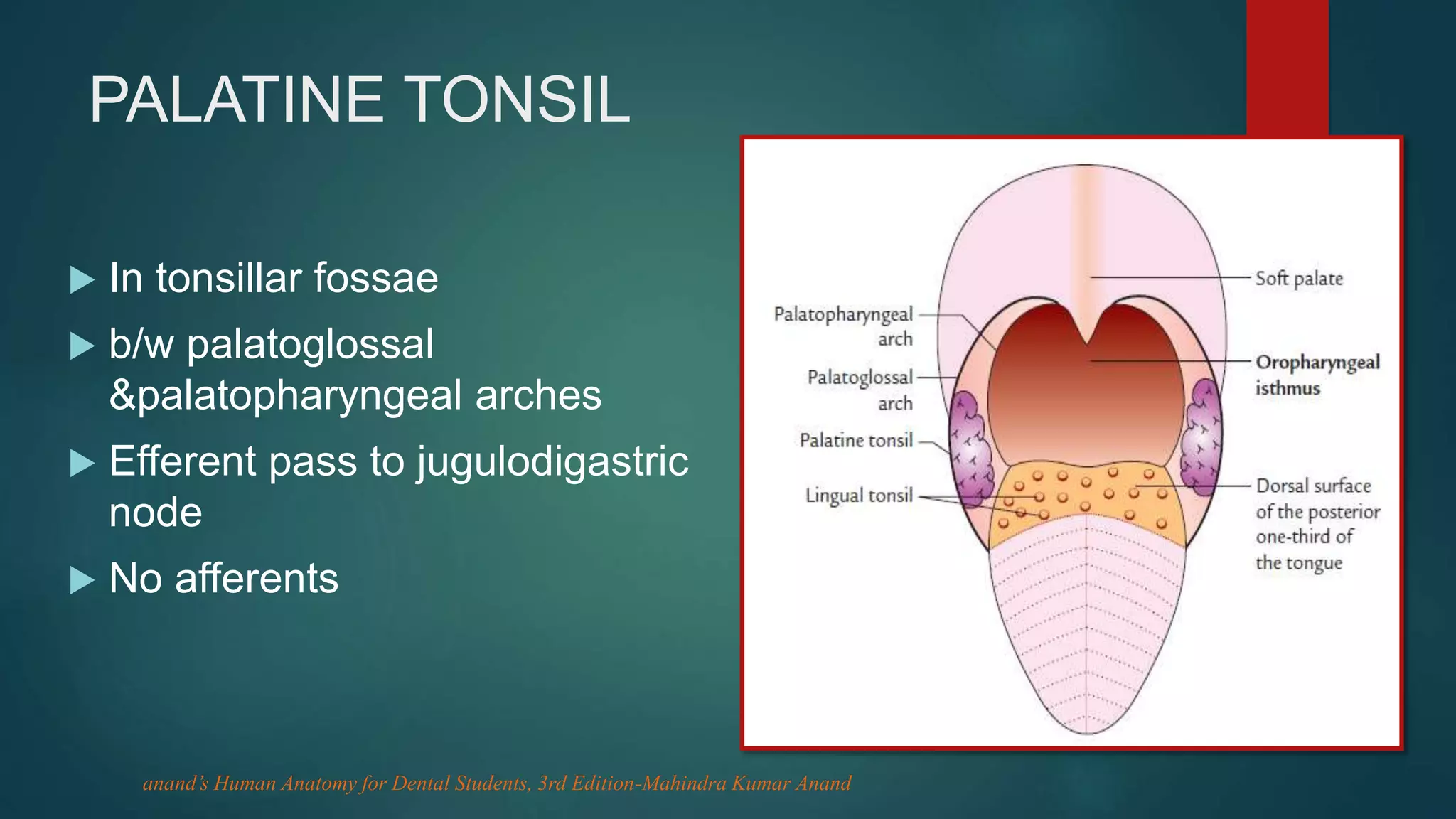 Lymphatic drainage of head and neck | PPTX