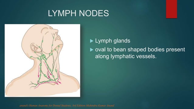 Lymphatic drainage of head and neck | PPTX | Ear, Nose and Throat ...