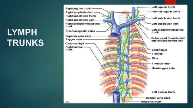 Lymphatic drainage of head and neck | PPTX | Ear, Nose and Throat ...
