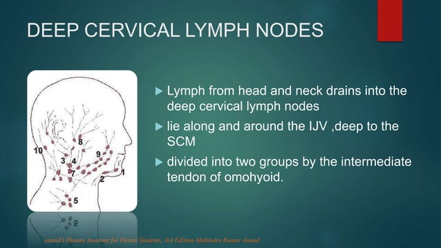 Lymphatic drainage of head and neck | PPTX | Ear, Nose and Throat ...