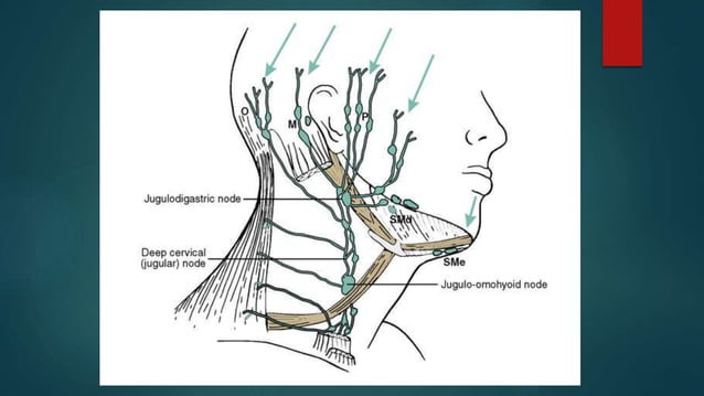Lymphatic drainage of head and neck | PPTX | Ear, Nose and Throat ...