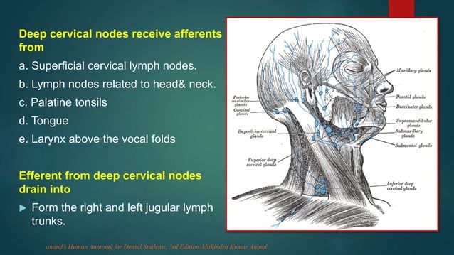 Lymphatic drainage of head and neck | PPTX | Ear, Nose and Throat ...