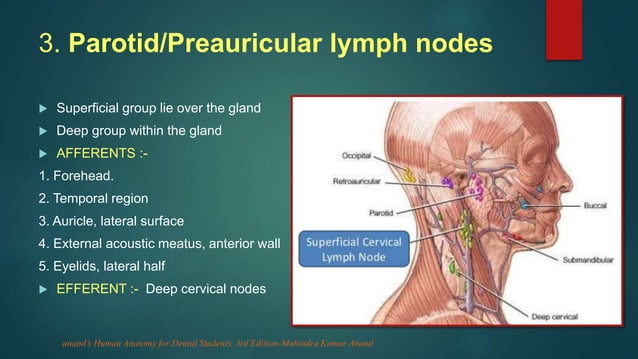 Lymphatic drainage of head and neck | PPTX | Ear, Nose and Throat ...