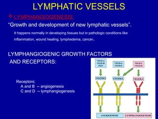 LYMPHATIC DRAINAGE OF HEAD AND NECK.,lymph fluid | PPT