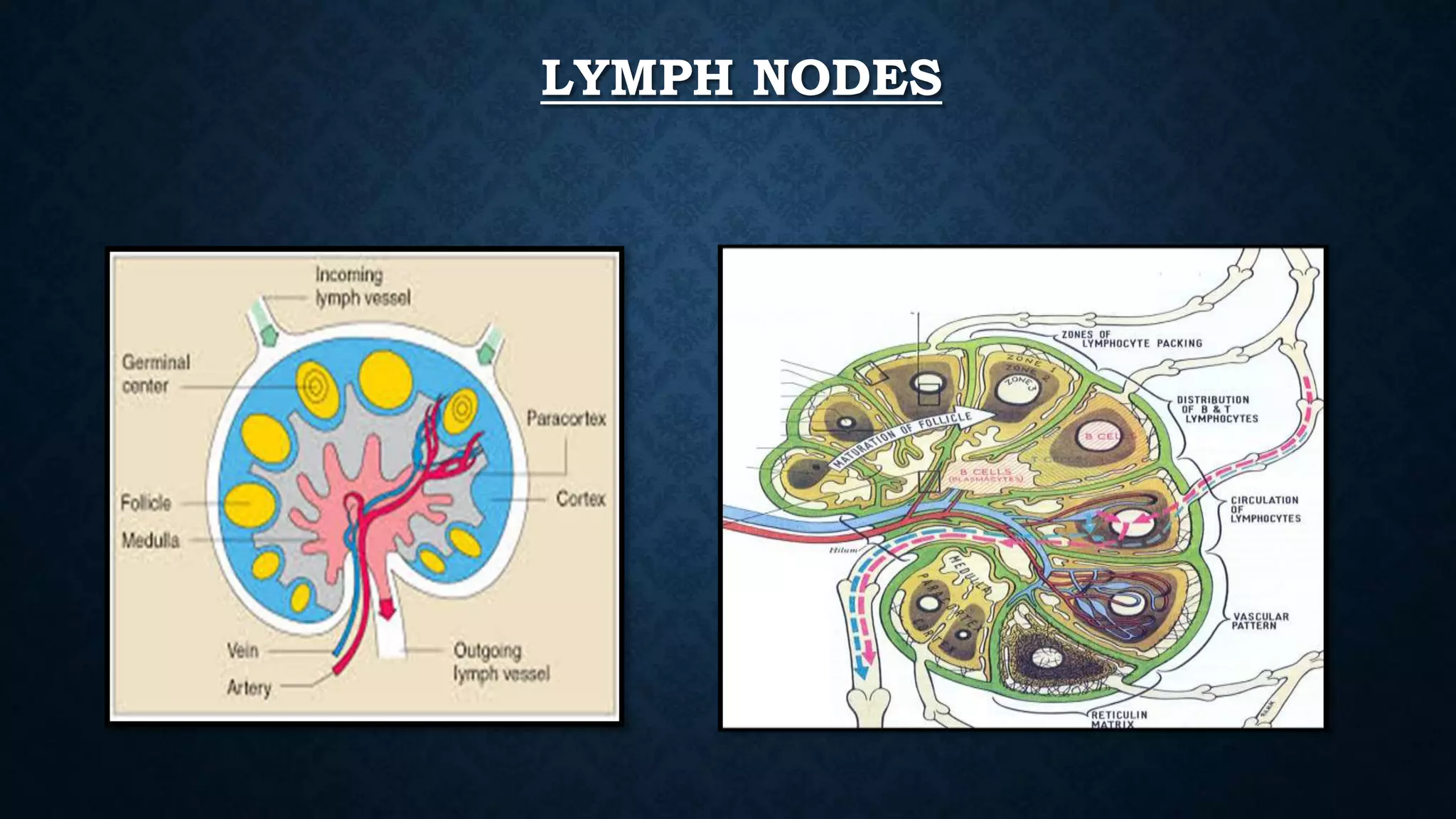 Lymphatic drainage of head and neck and its | PPTX