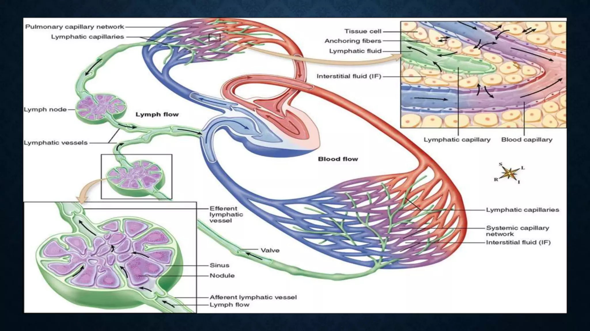 Lymphatic drainage of head and neck and its | PPTX