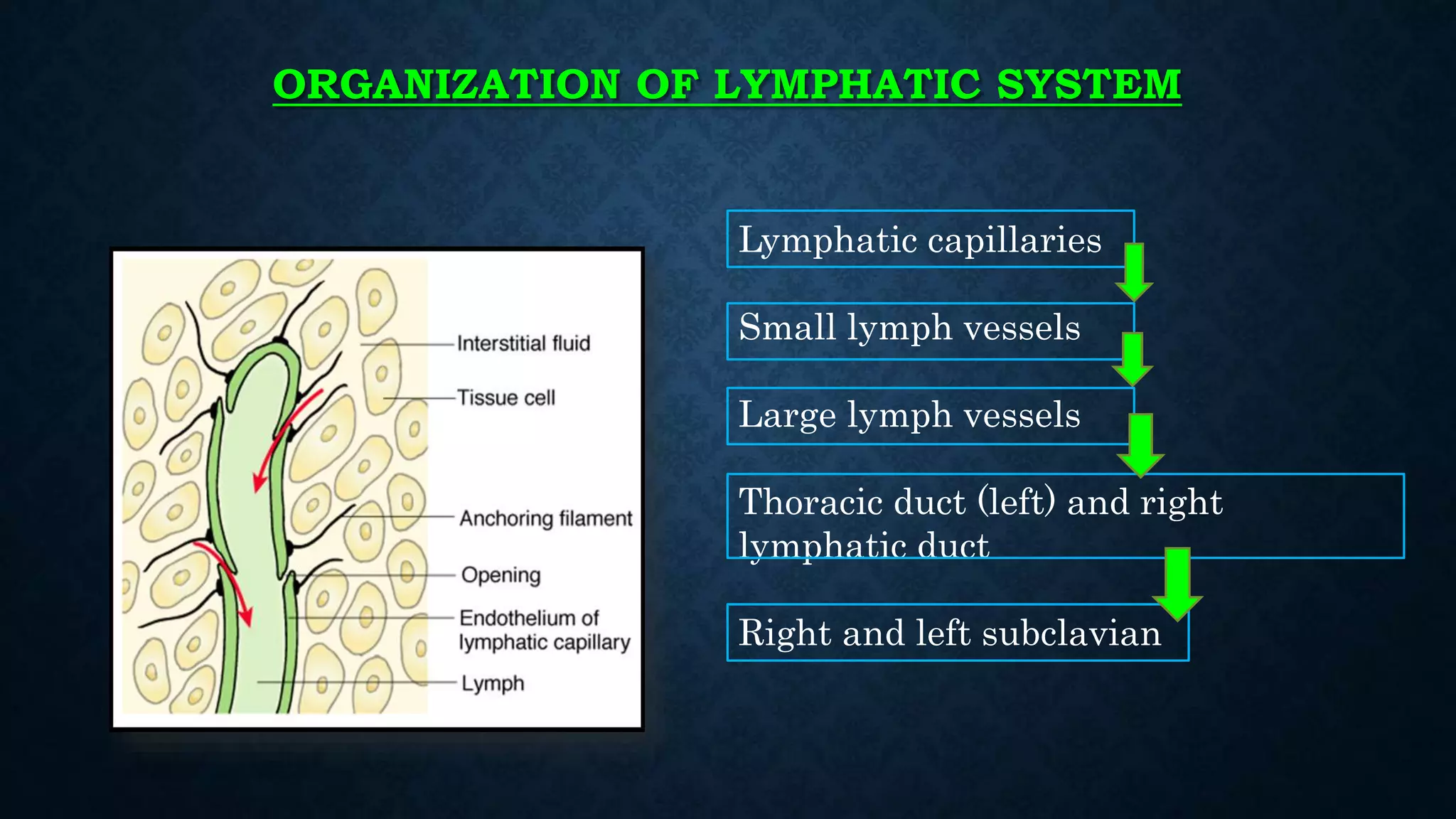 Lymphatic drainage of head and neck and its | PPTX