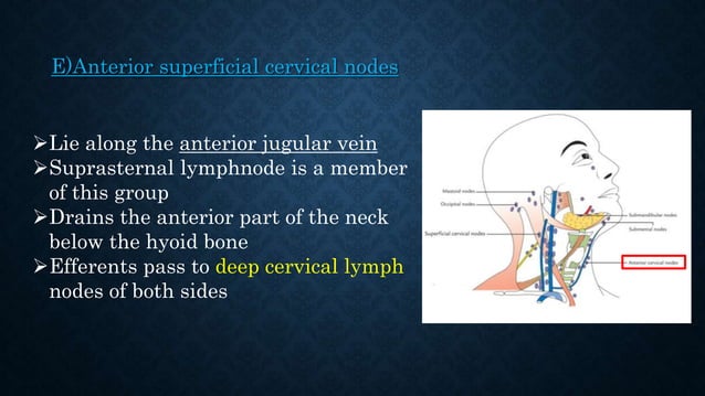 Lymphatic drainage of head and neck and its | PPTX | Ear, Nose and ...