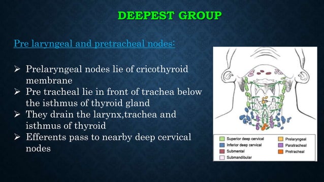 Lymphatic drainage of head and neck and its | PPTX | Ear, Nose and ...