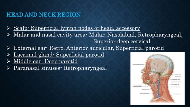 Lymphatic drainage of head and neck and its | PPTX | Ear, Nose and ...