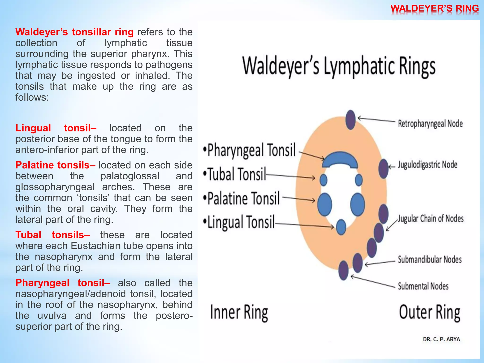 Lymphatic drainage of head and neck by DR. C.P. ARYA ( B.Sc. ;B.D.S. ;M ...
