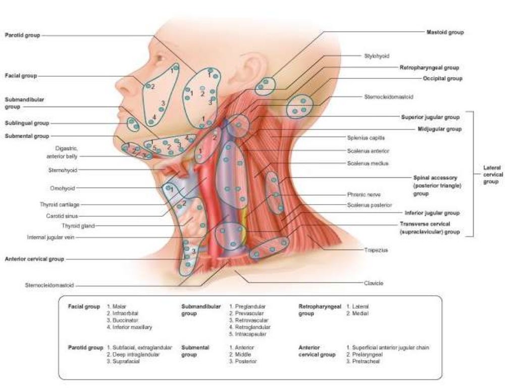 Lymphatic Drainage Of Head And Neck