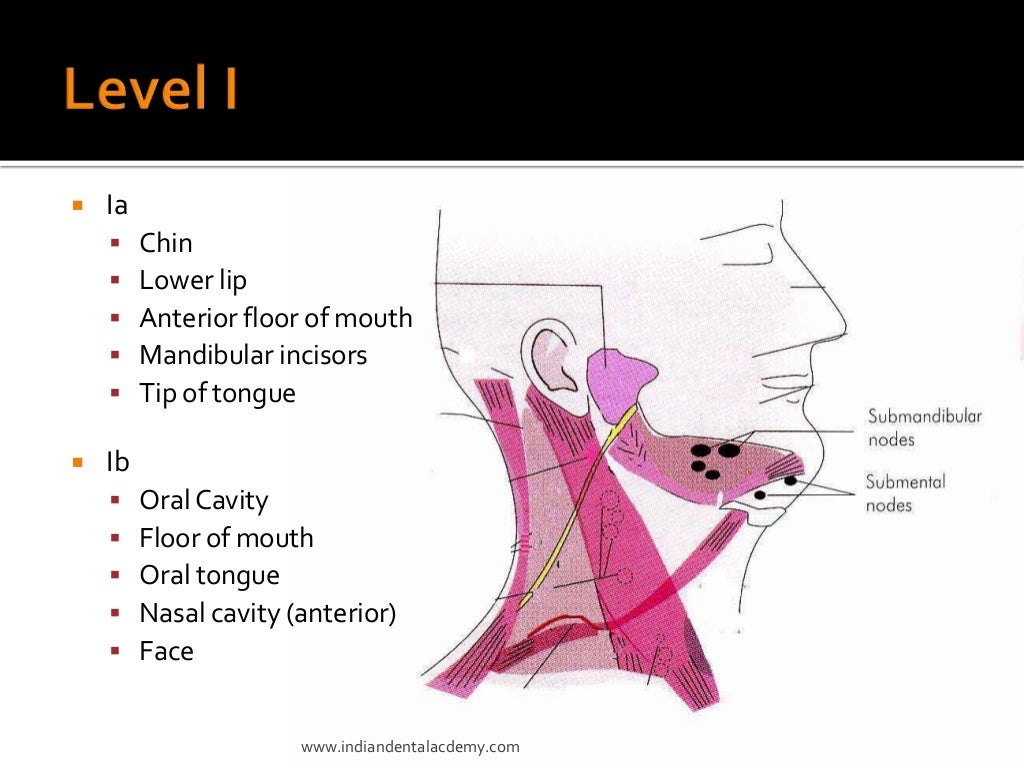 Lymphatic Drainage Of Head Neck Oral Surgery Courses