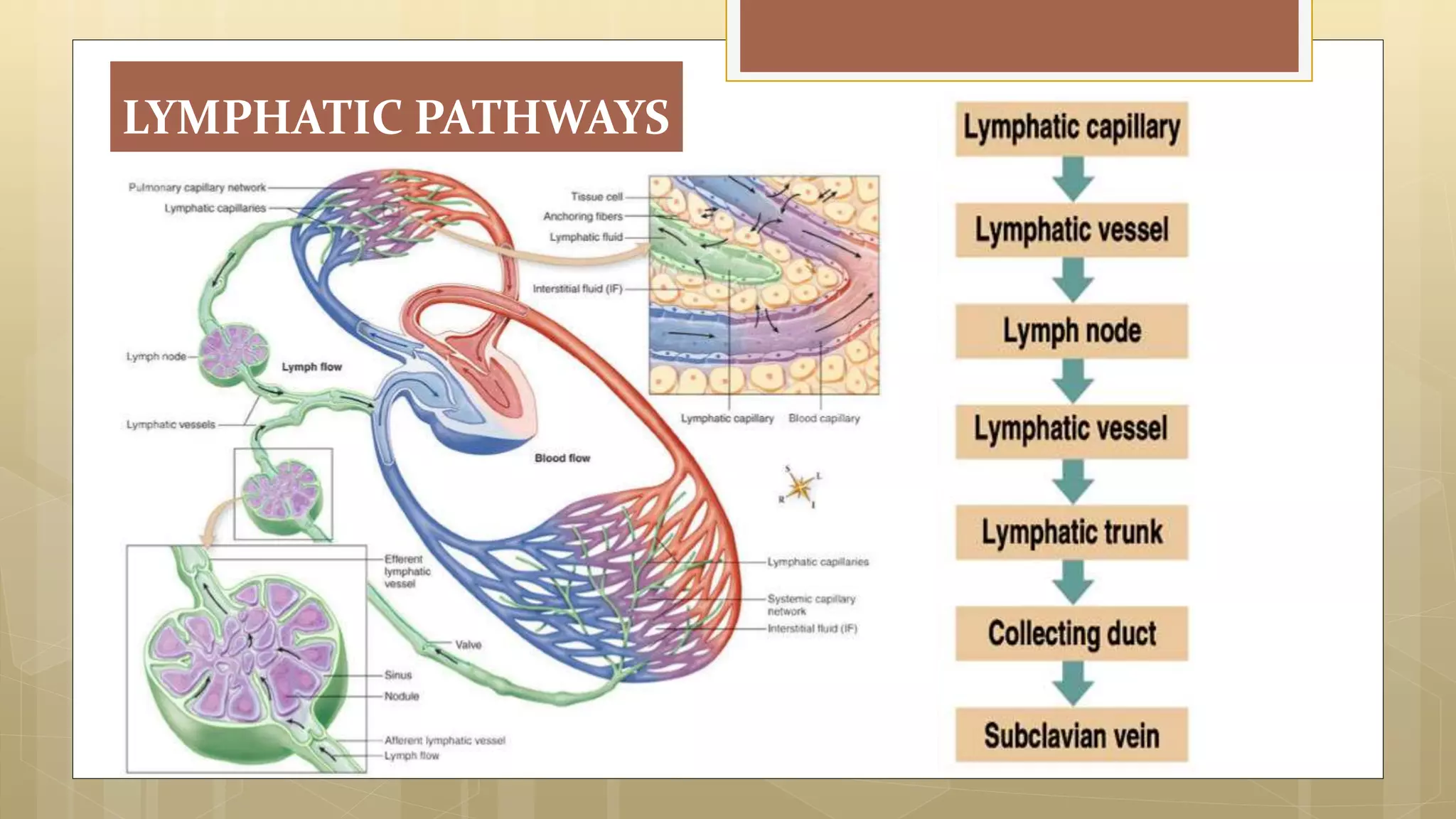 Lymphatic drainage of head & neck | PPTX