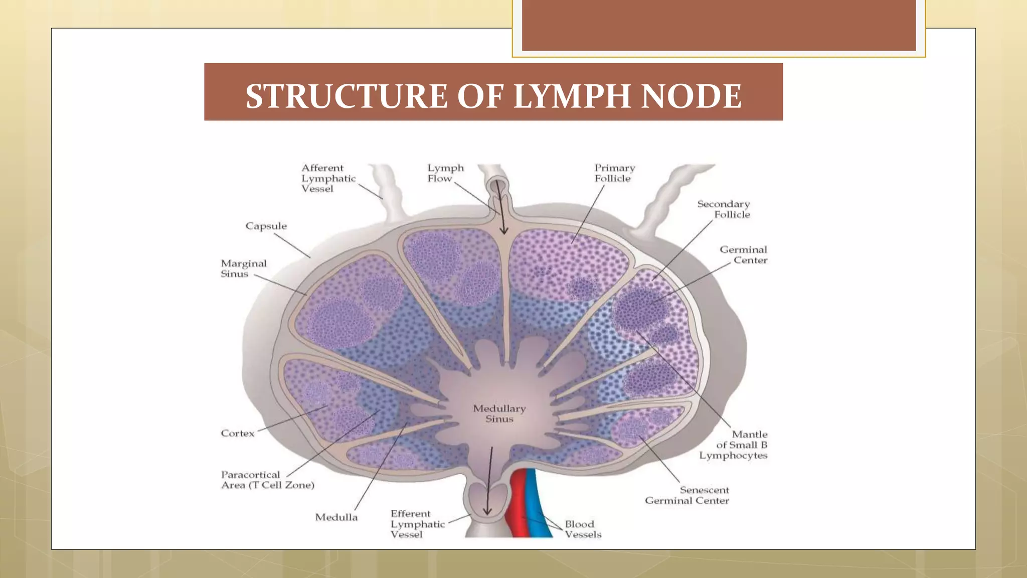 Lymphatic drainage of head & neck | PPTX