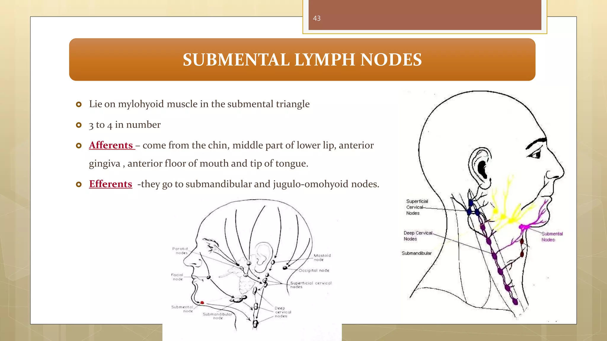 Lymphatic drainage of head & neck | PPTX | Ear, Nose and Throat ...