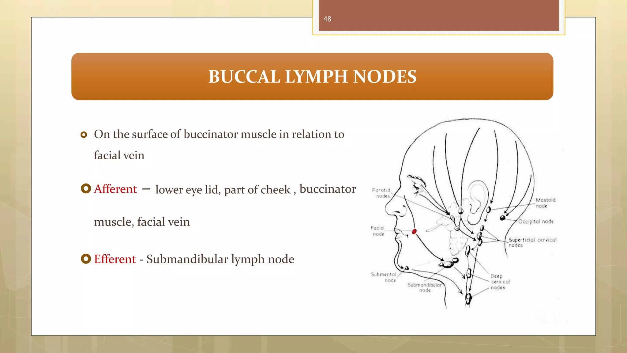Lymphatic drainage of head & neck | PPTX