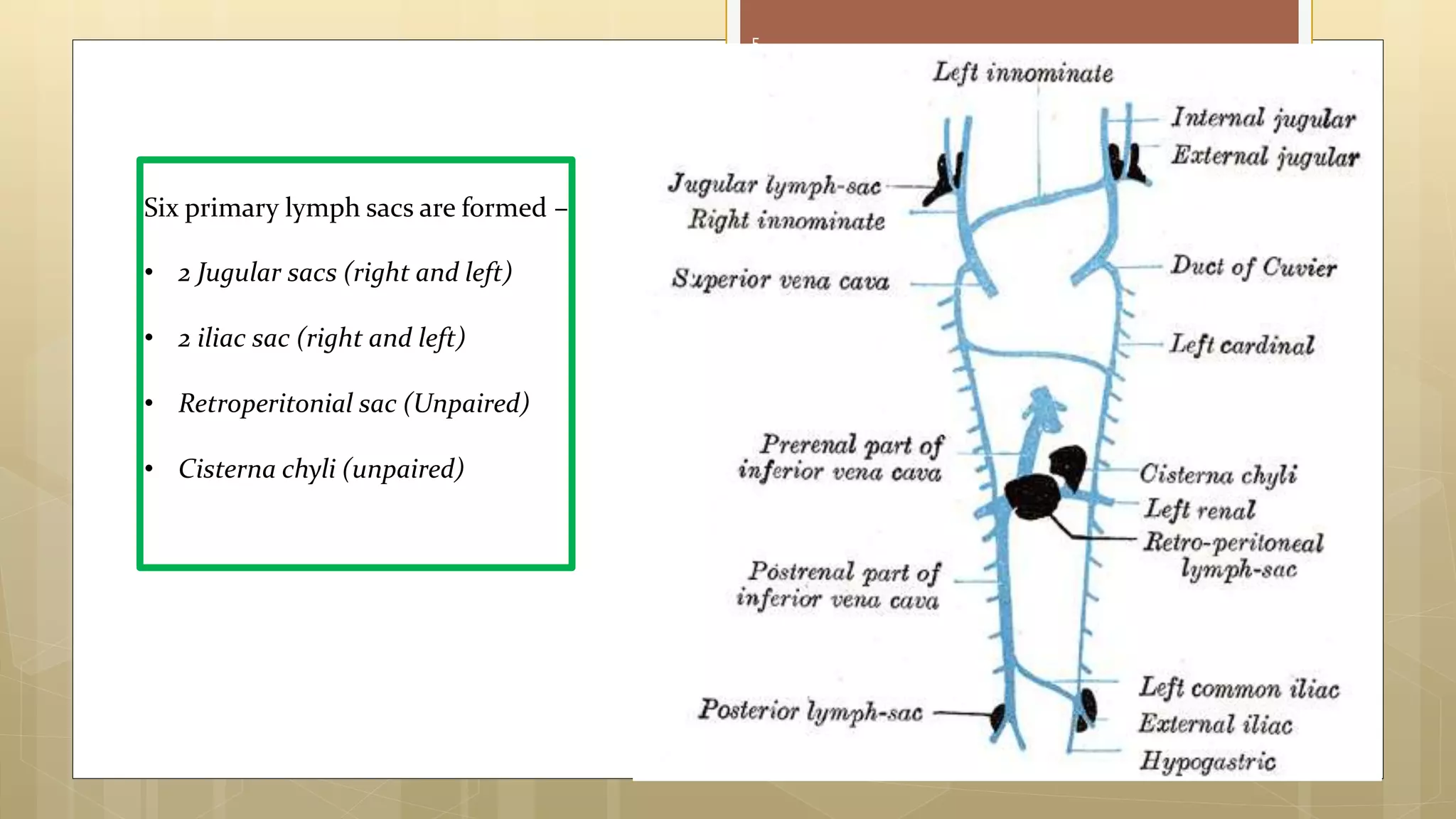 Lymphatic drainage of head & neck | PPTX