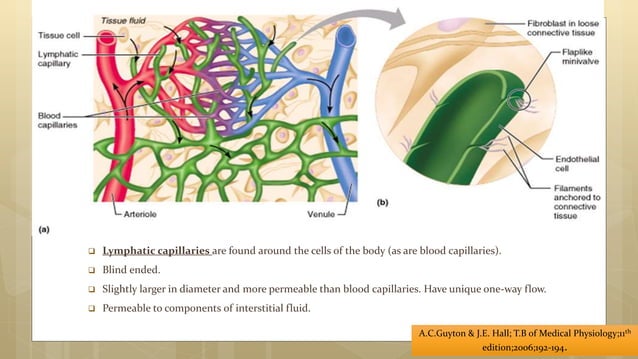 Lymphatic drainage of head & neck | PPTX | Ear, Nose and Throat ...