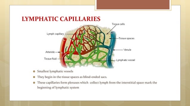 Lymphatic drainage of head & neck | PPTX | Ear, Nose and Throat ...