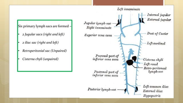 Lymphatic drainage of head & neck | PPTX | Ear, Nose and Throat ...