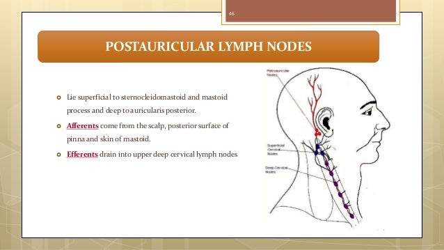 Lymphatic drainage of head & neck