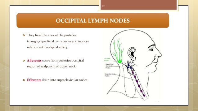 Lymphatic Drainage Of Head Neck Lymphatic Drainage Of Head Neck