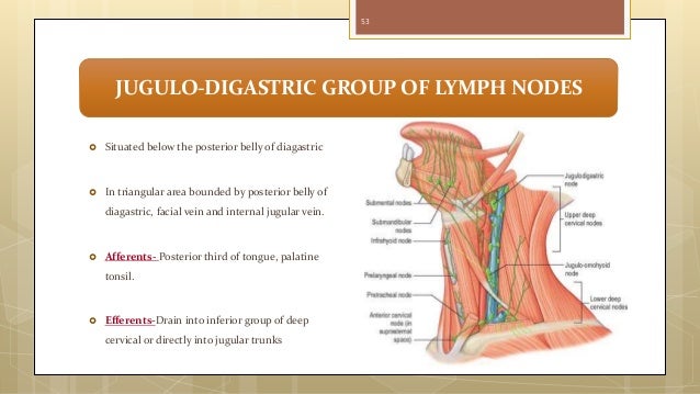 Lymphatic drainage of head & neck