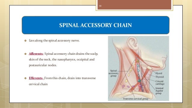 Lymphatic drainage of head & neck