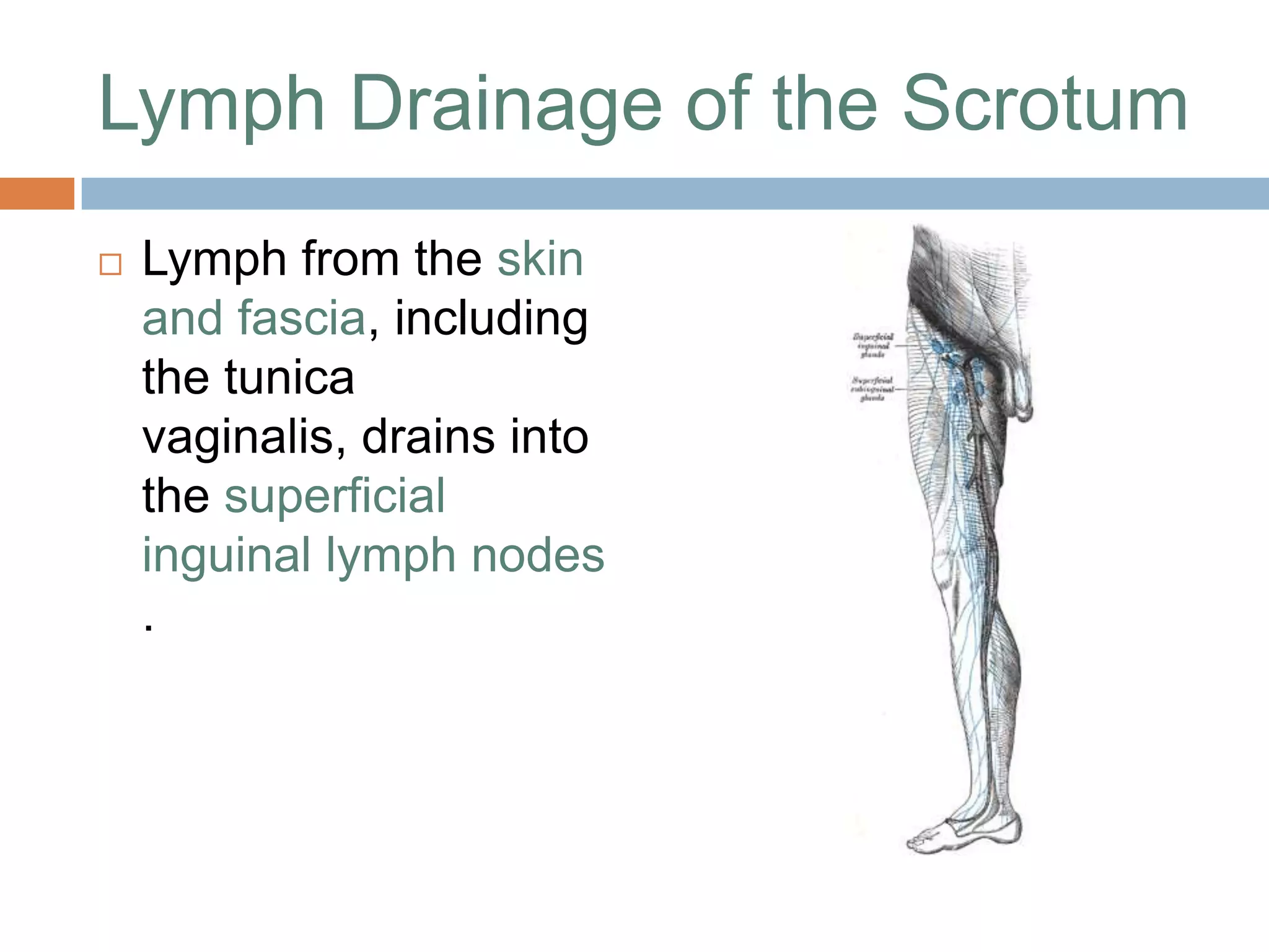 Lymphatic drainage of major organs | PPTX