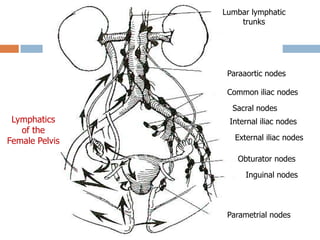 Lymphatic drainage of major organs | PPT