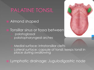 Lymphatic drainage of the head and neck | PDF