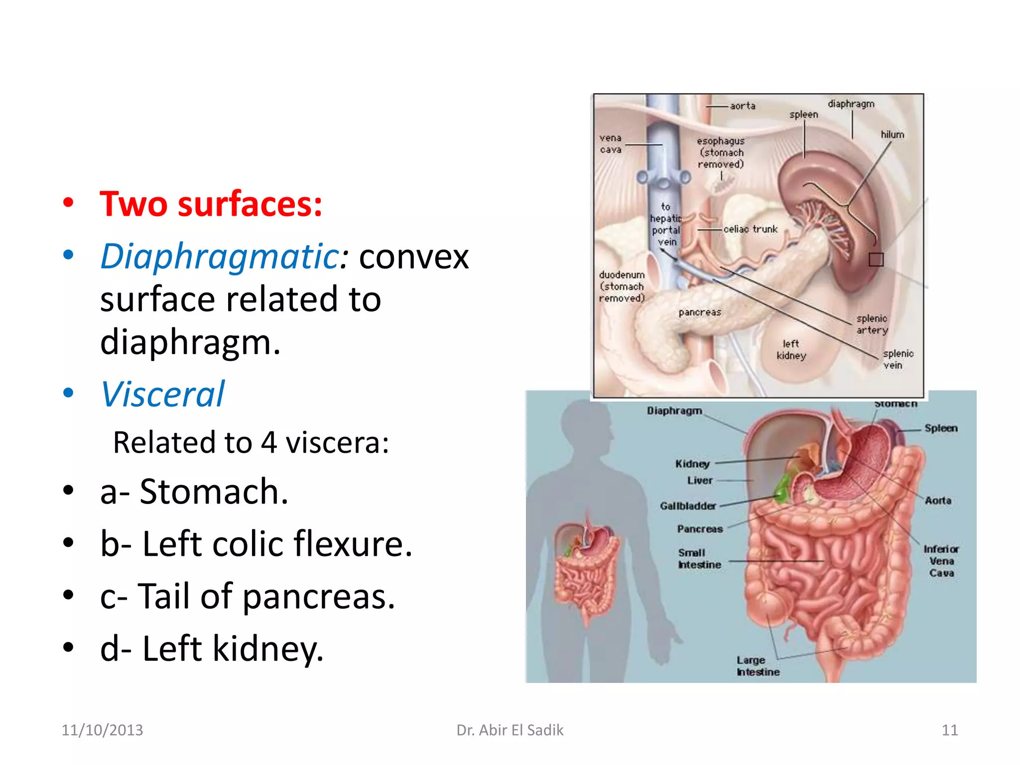 Lymphatic & Endocrine systems - Anatomy | PPTX