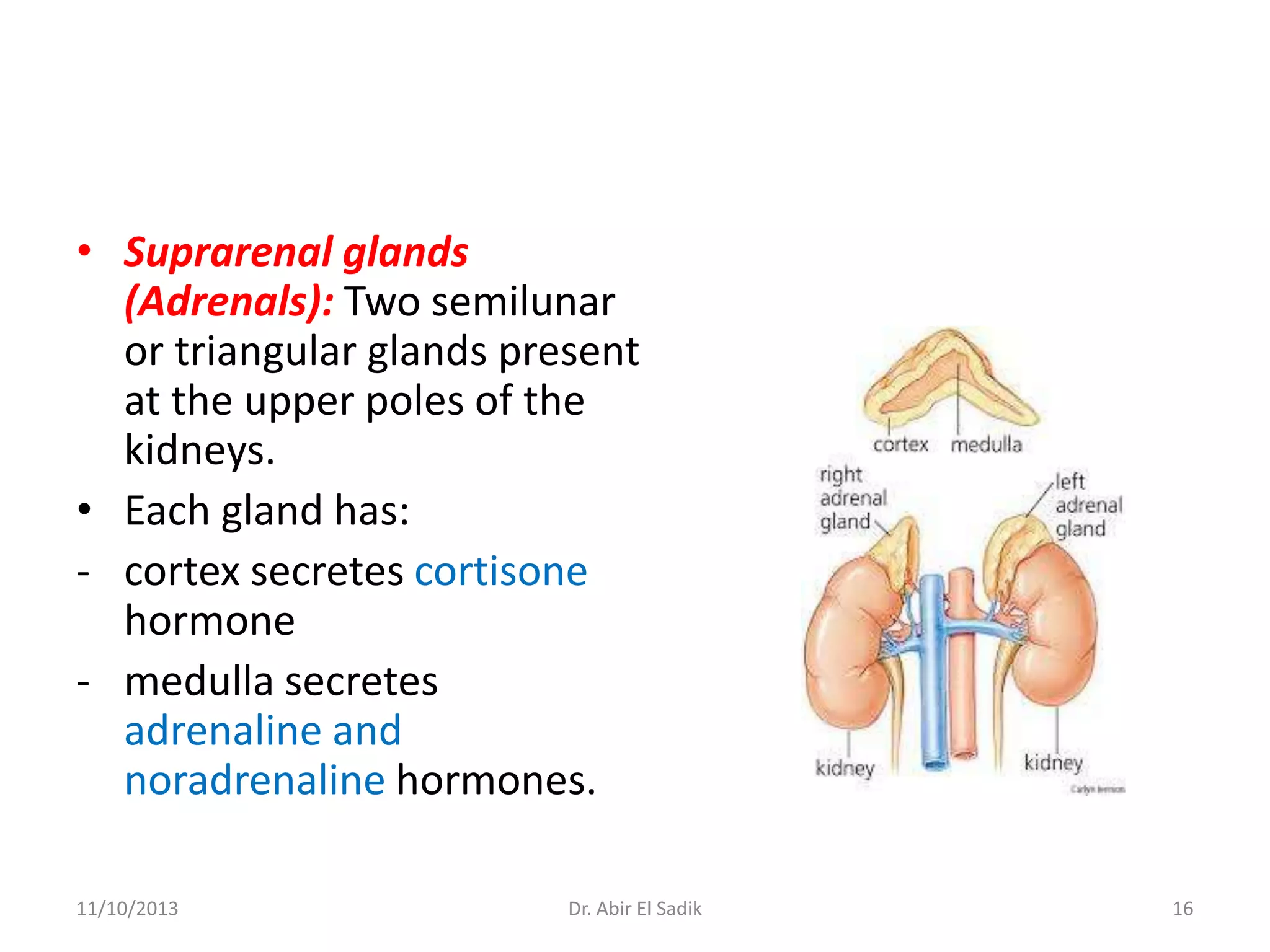 Lymphatic & Endocrine systems - Anatomy | PPTX