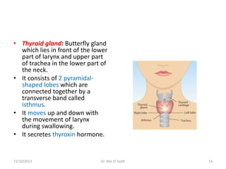 Lymphatic & Endocrine systems - Anatomy | PPTX