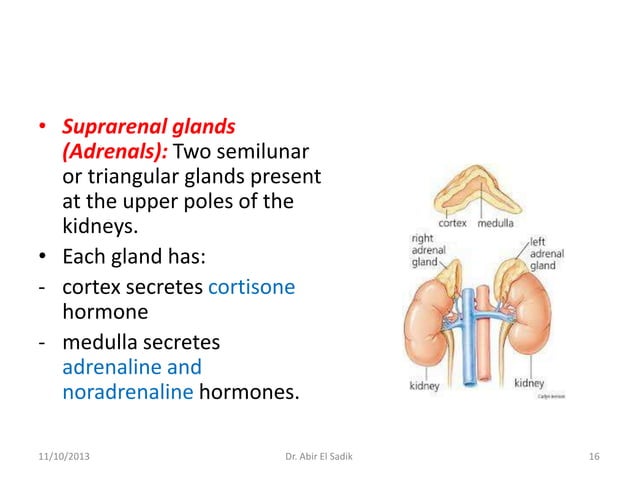 Lymphatic & Endocrine systems - Anatomy | PPTX | Thyroid Disorders ...