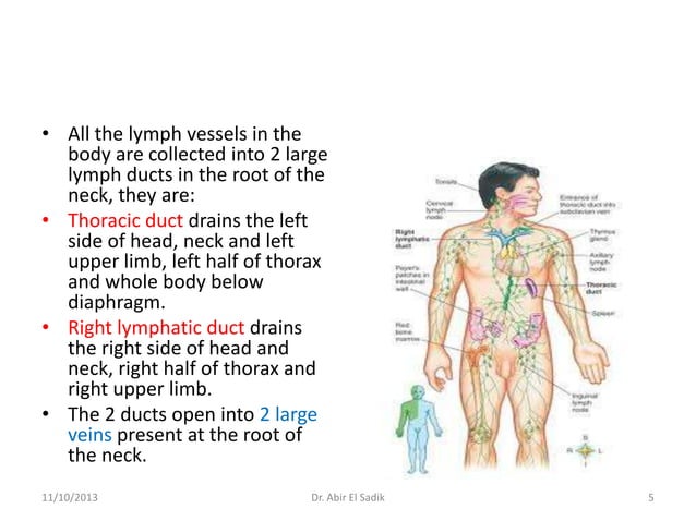 Lymphatic & Endocrine systems - Anatomy | PPTX | Thyroid Disorders ...