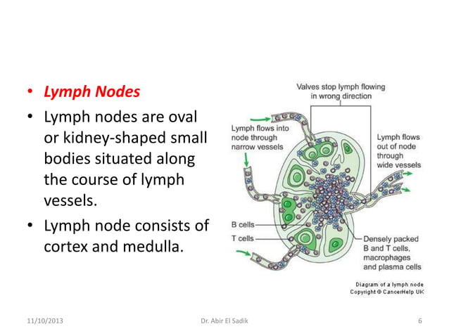 Lymphatic & Endocrine systems - Anatomy | PPTX | Thyroid Disorders ...