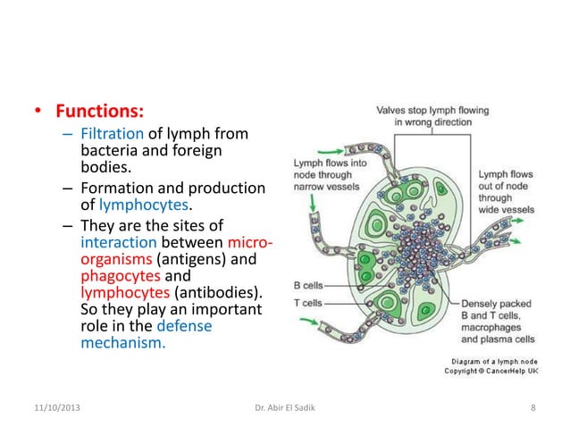 Lymphatic & Endocrine systems - Anatomy | PPTX | Thyroid Disorders ...