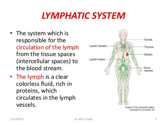 Lymphatic & Endocrine systems - Anatomy