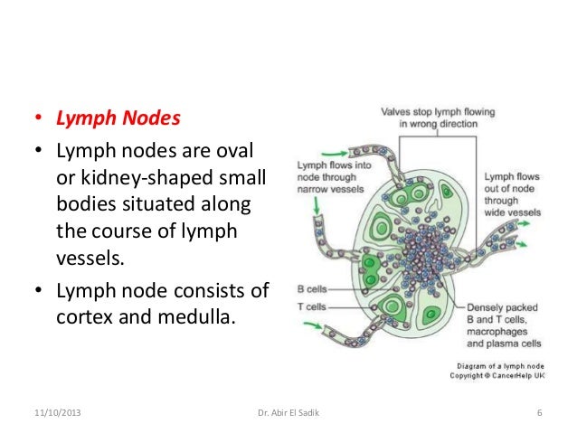 Lymphatic & Endocrine systems - Anatomy
