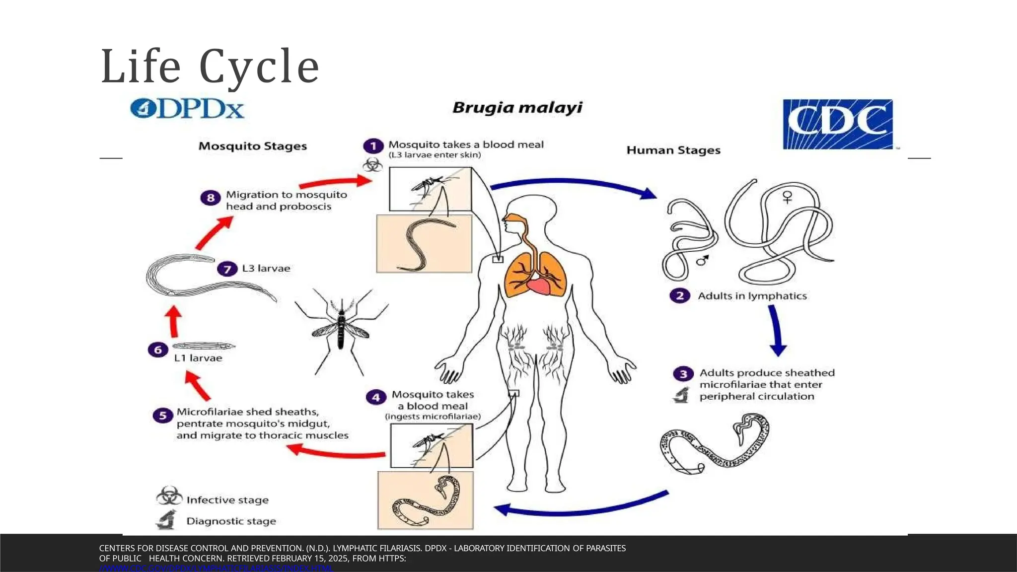 Lymphatic Filariasis - Community Medicine | PPTX