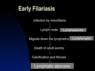 lymphatic filariasis lym filariasis control & elimination in india.ppt.ppt