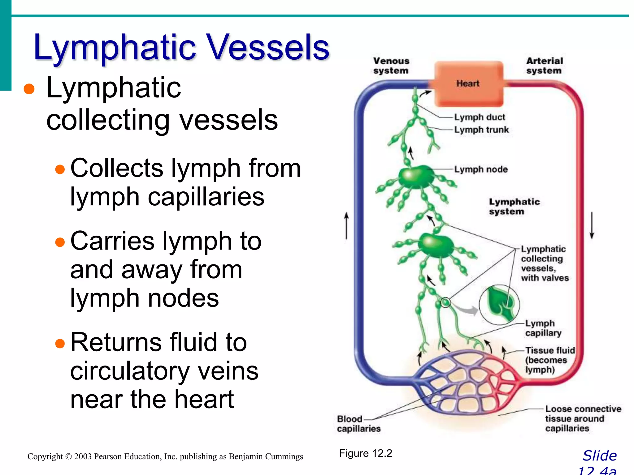 lymphatic immune.ppt
