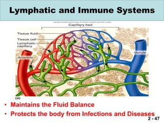 Lymphatic and Immune System for HSSC FBISE - LBISE | PPT