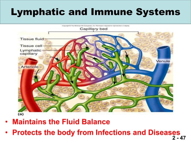 Lymphatic and Immune System for HSSC FBISE - LBISE | PPT