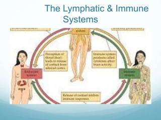 Lymphatic & immune sysyem | PPTX