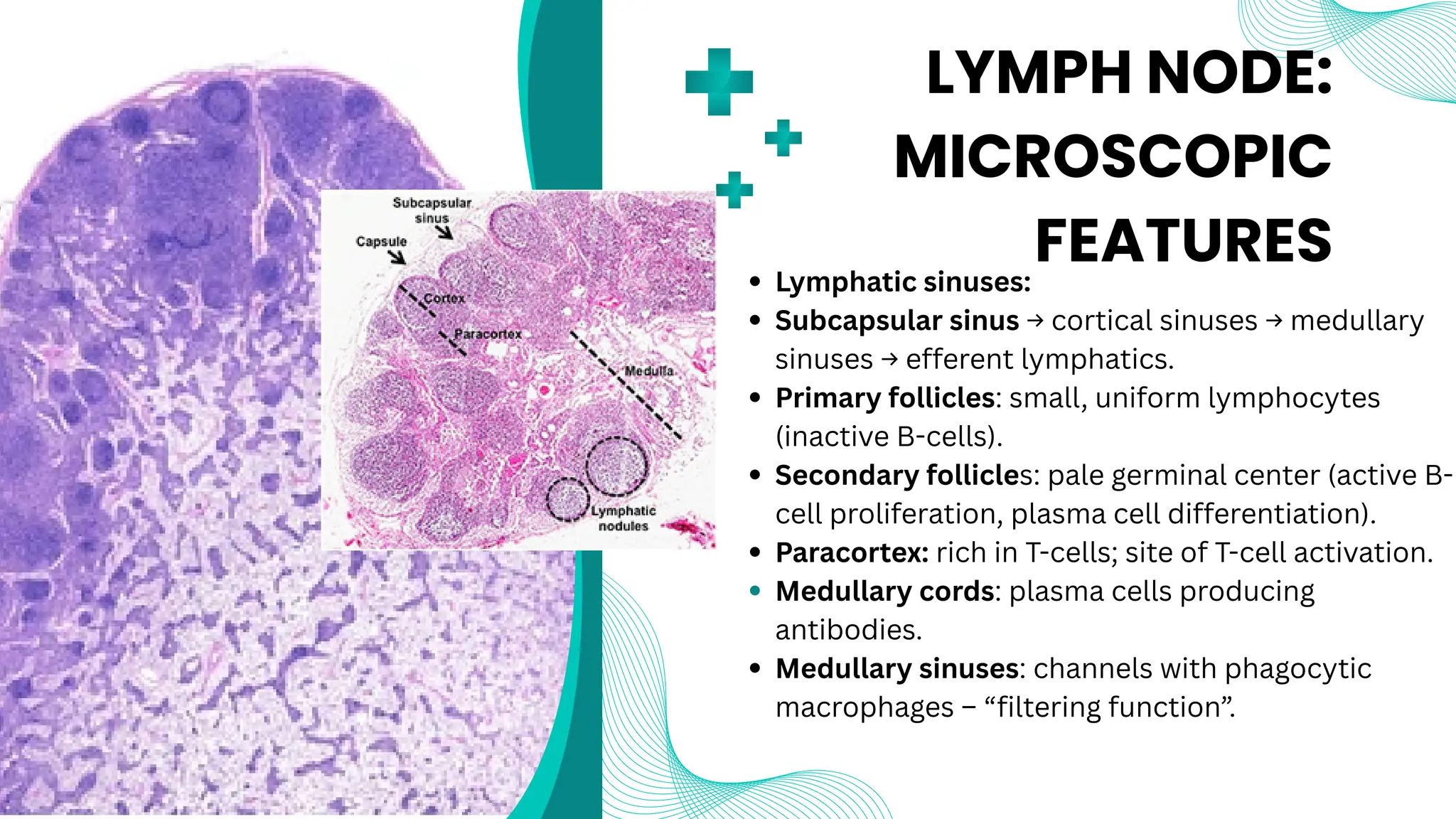 Lymphatic Organs histology by Dr.Rumaisa PT | PDF